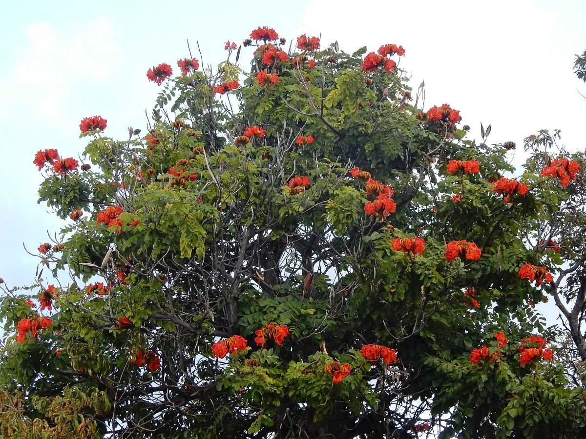 Spathodea campanulata